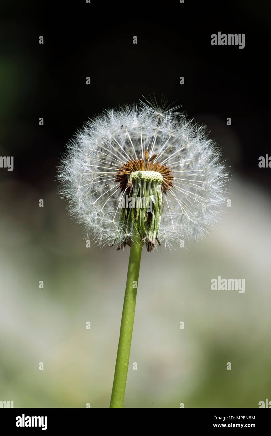 Faded dandelion half deflated by wind (Taraxacum officinale Stock Photo ...
