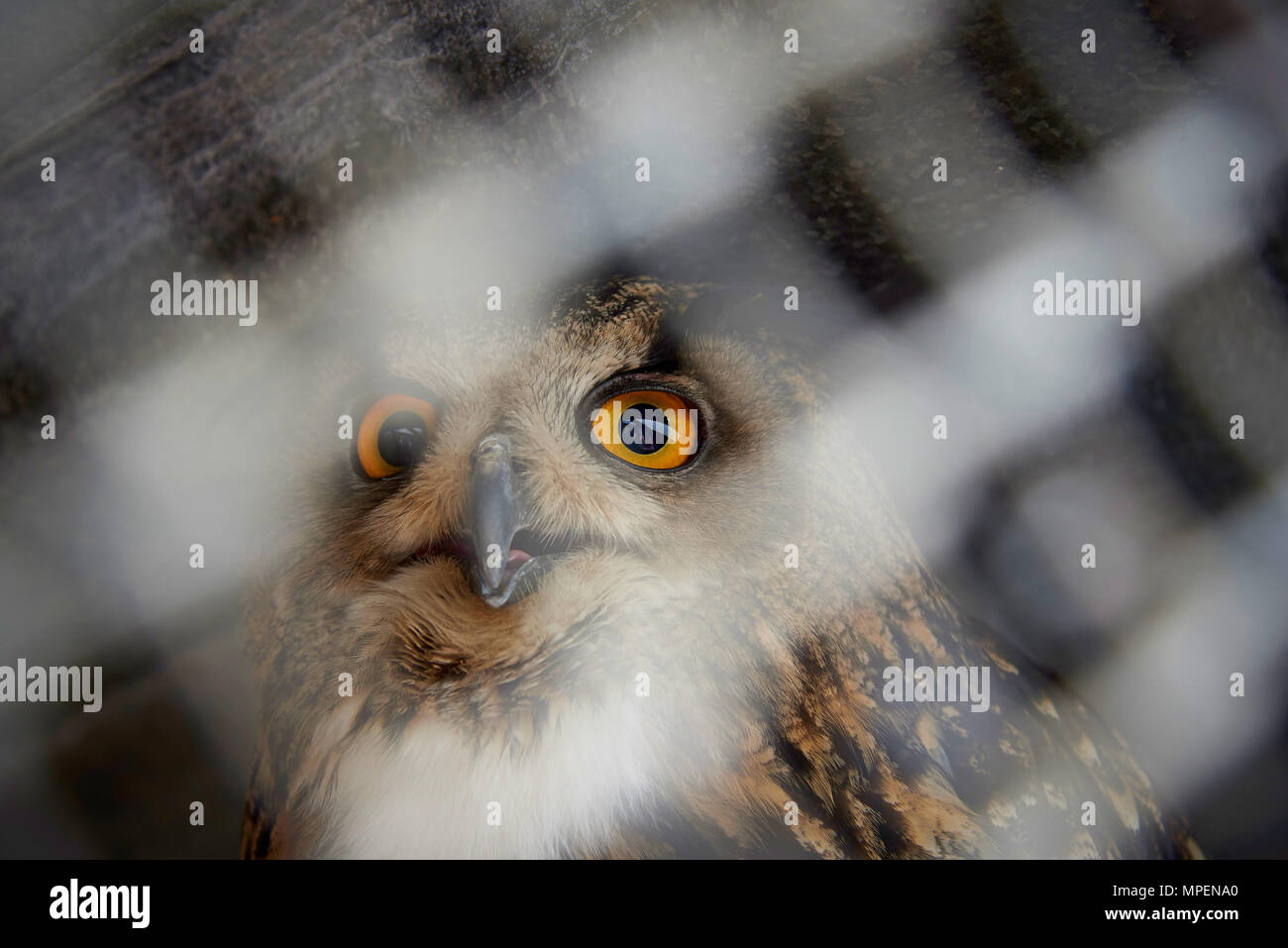 Beautiful impressive owl in the aviary Stock Photo - Alamy