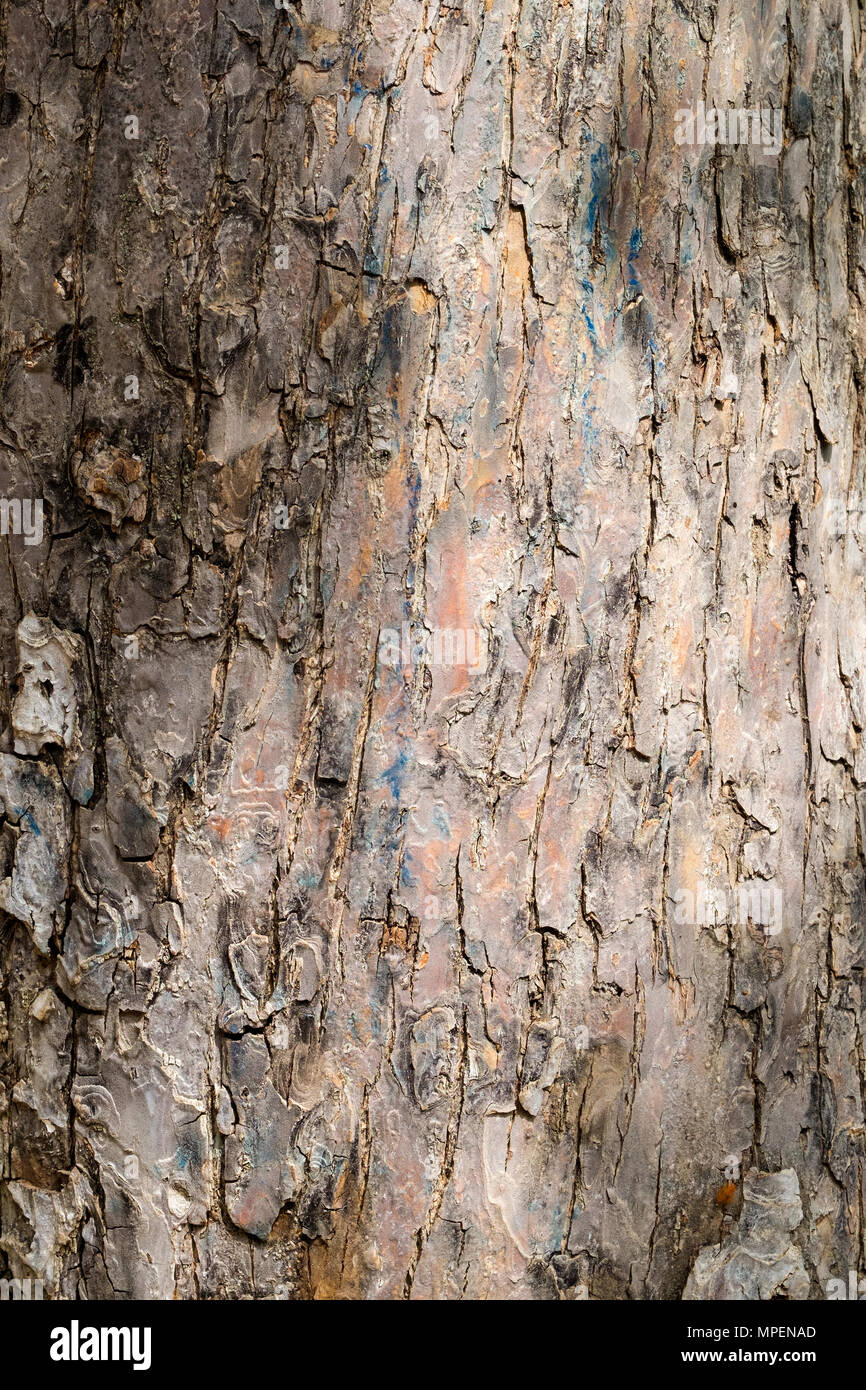 Texture of the bark of the trunk old apple tree (Malus Stock Photo - Alamy