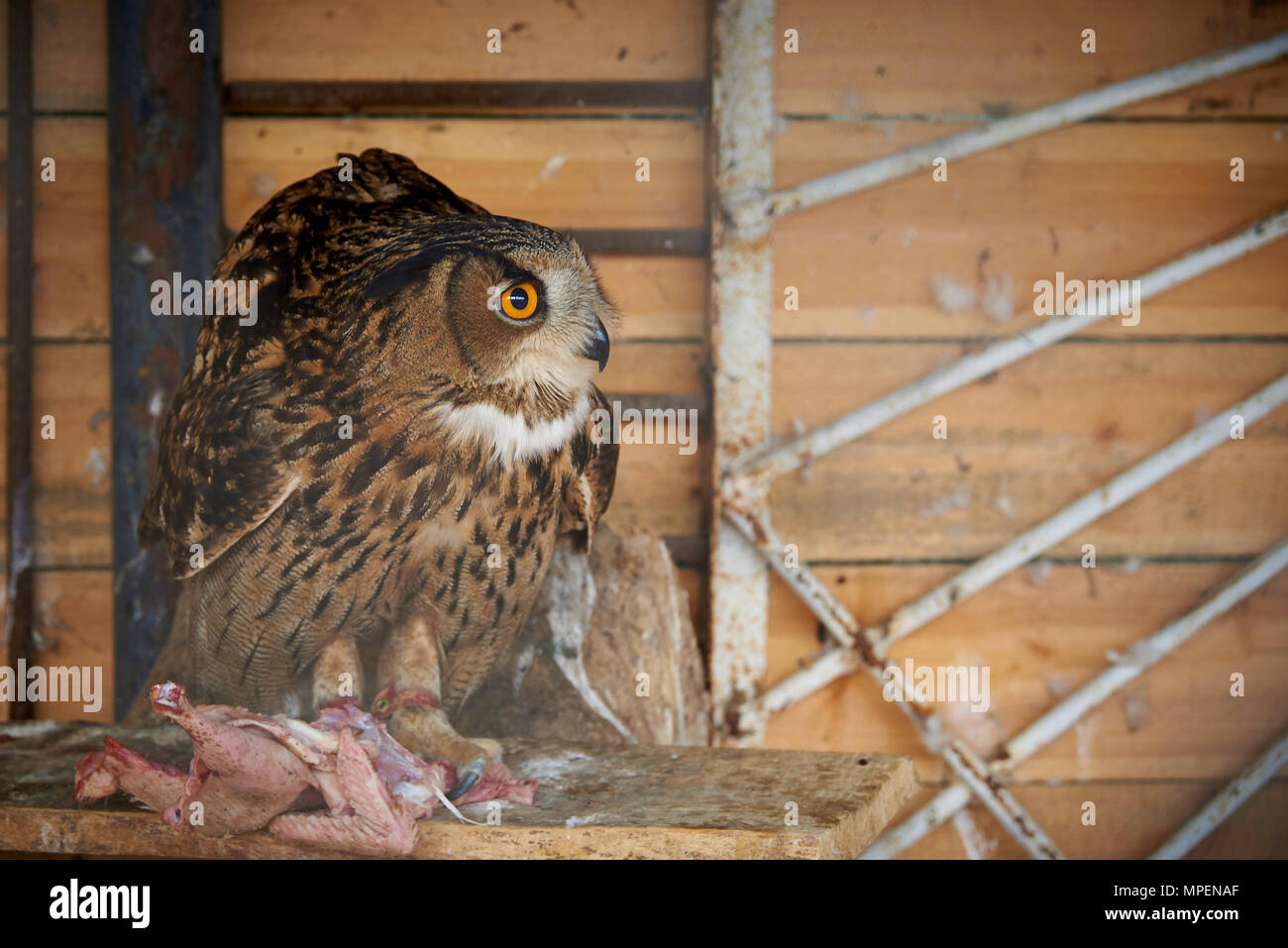 Beautiful impressive owl in the aviary Stock Photo - Alamy