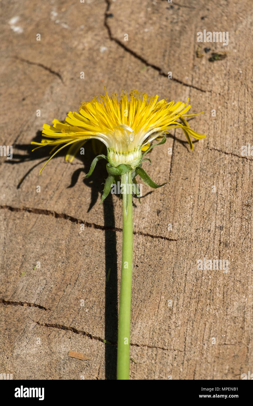 Transverse section of a yellow dandelion (Taraxacum officinale Stock ...