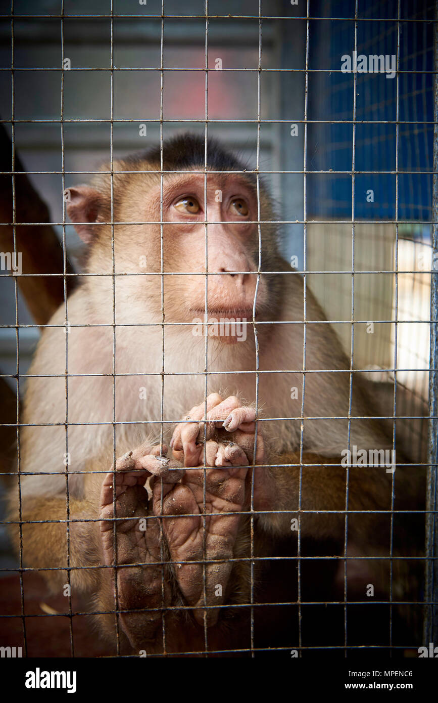 Monkey Laboratory Stock Photos & Monkey Laboratory Stock Images - Alamy