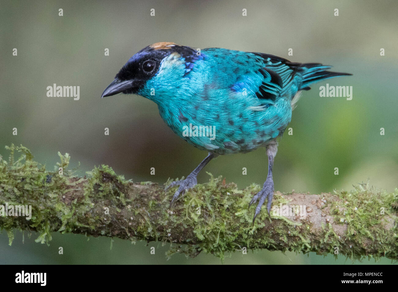 Golden-Naped Tanager (Tangara ruficervix) Ecuador Stock Photo - Alamy