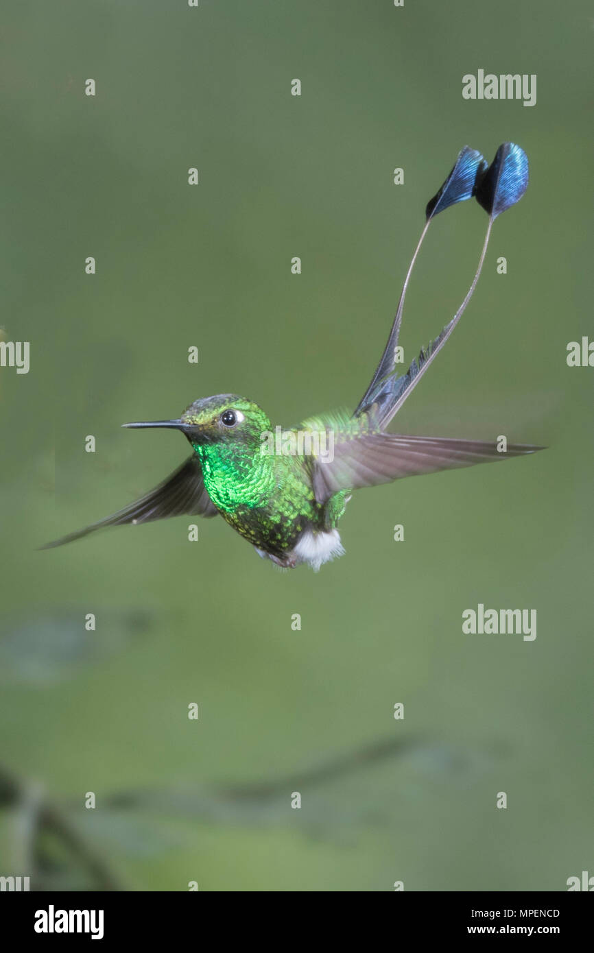 Booted Rackettail Hummingbird male flying (Ocreatus underwoodii ...