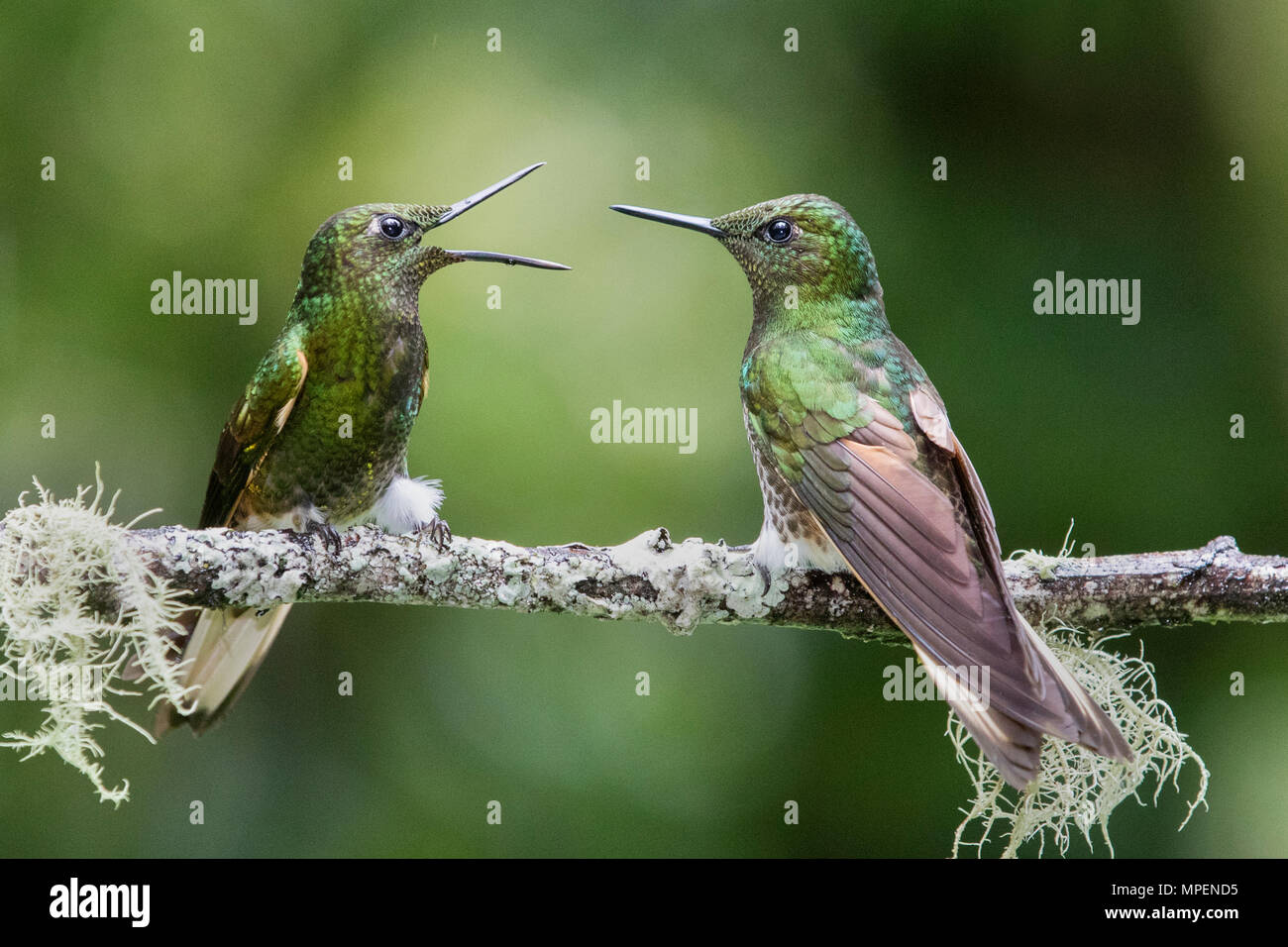 Pair of Buff-Tailed Coronet Hummingbirds (Boissonneaua flavescens ...