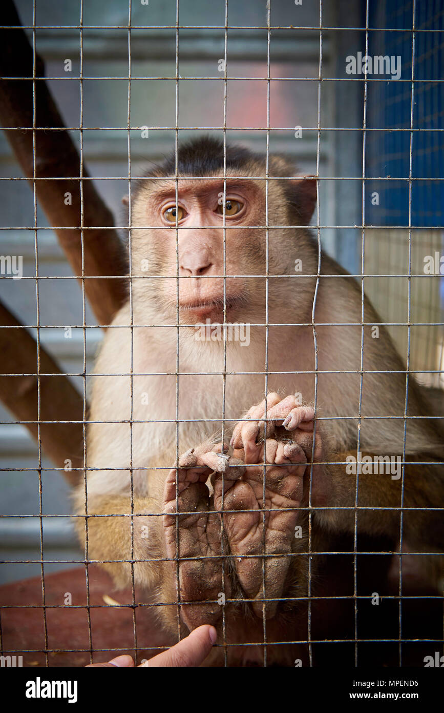 Poacher animal in cage hi-res stock photography and images - Alamy