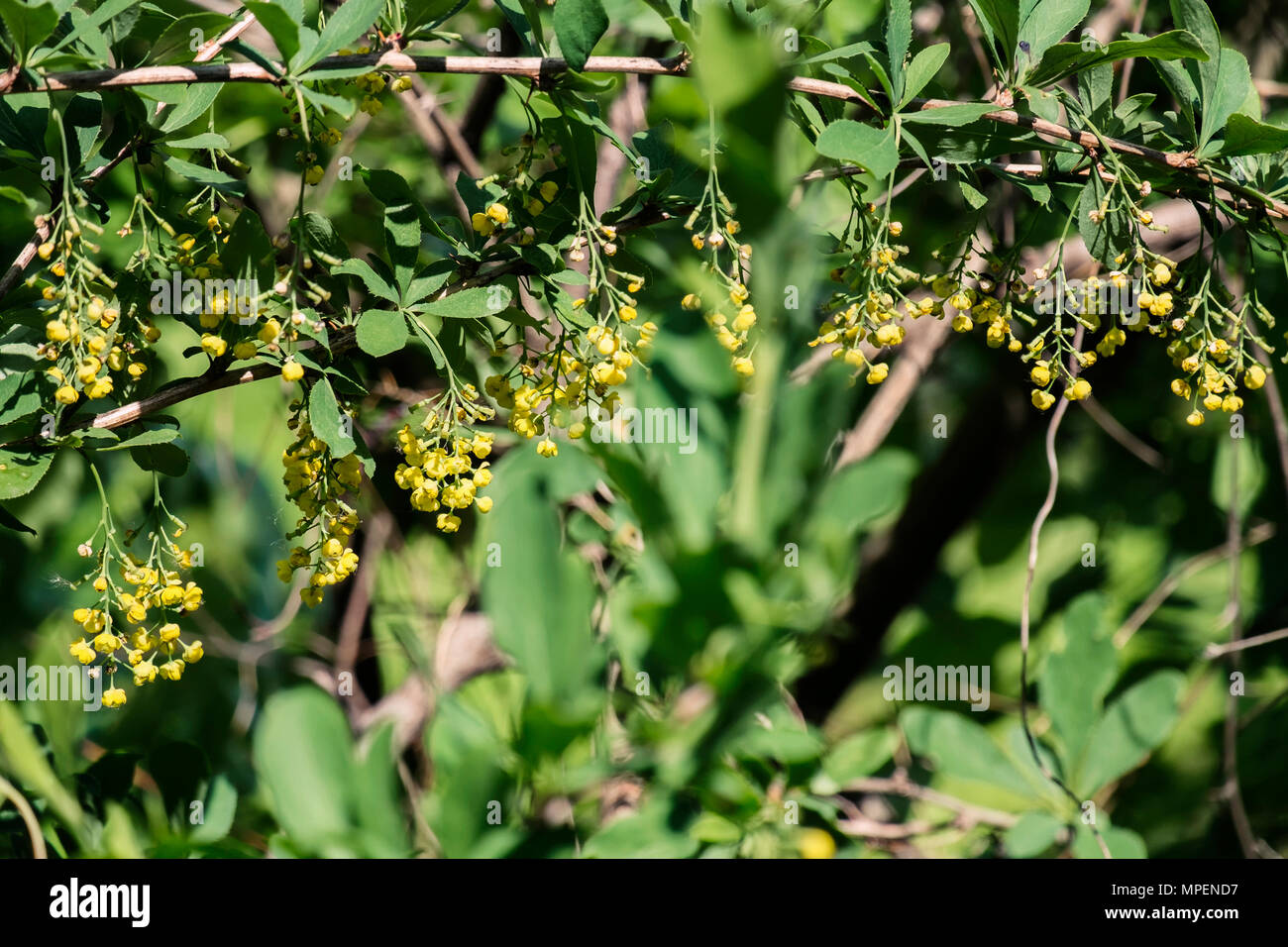 Blooming barberry. Yellow flowers of barberry (Berberis vulgaris Stock ...