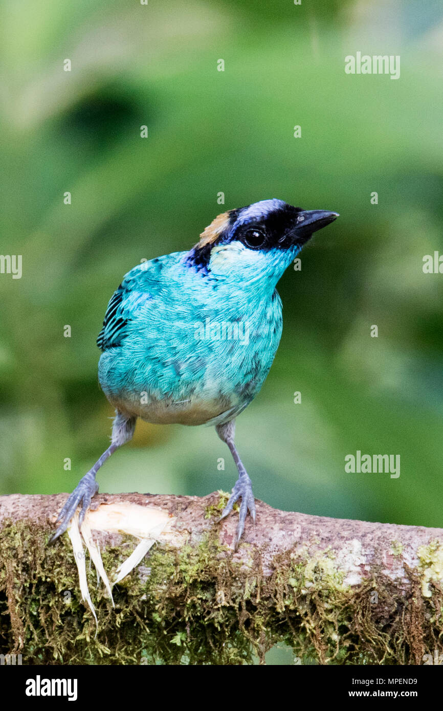 Golden-Naped Tanager (Tangara ruficervix) Ecuador Stock Photo - Alamy