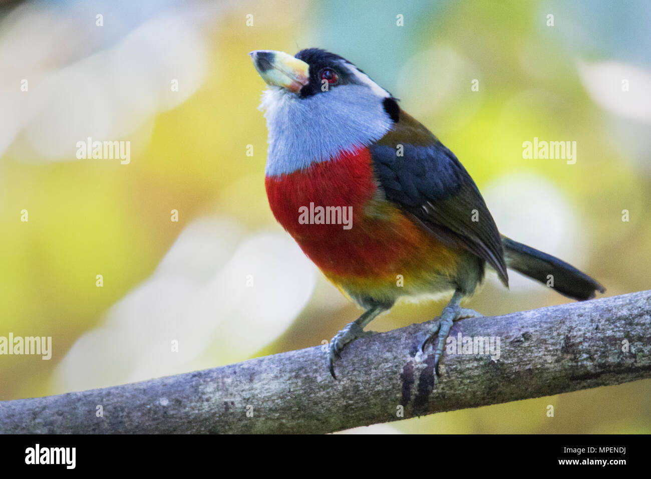 Toucan Barbet (Semnomis ramphastinus) Ecuador Stock Photo - Alamy