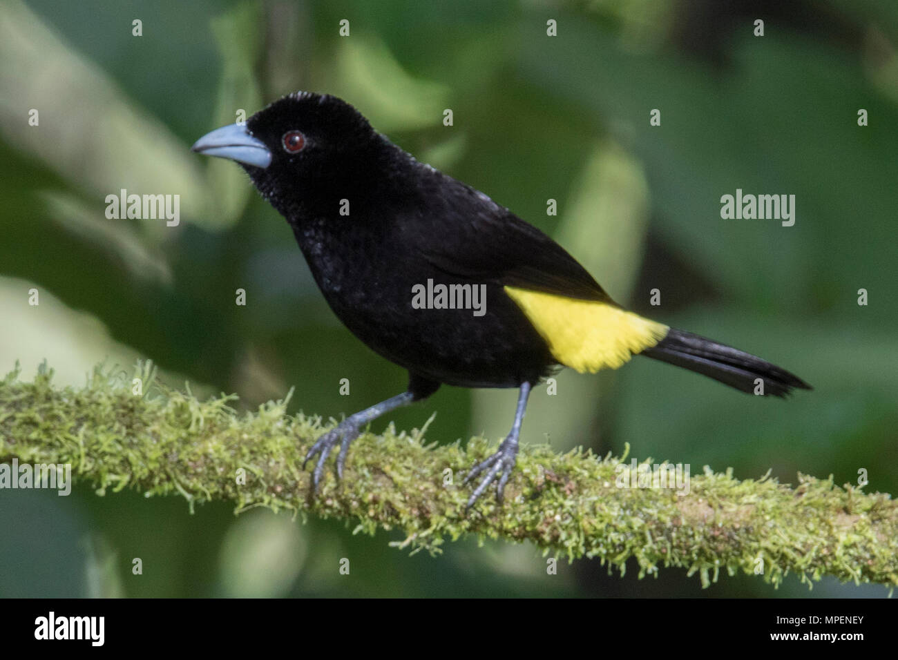 Flame-Rumped Tanager male (Ramphocelus flammigerus icteronotus) Ecuador ...