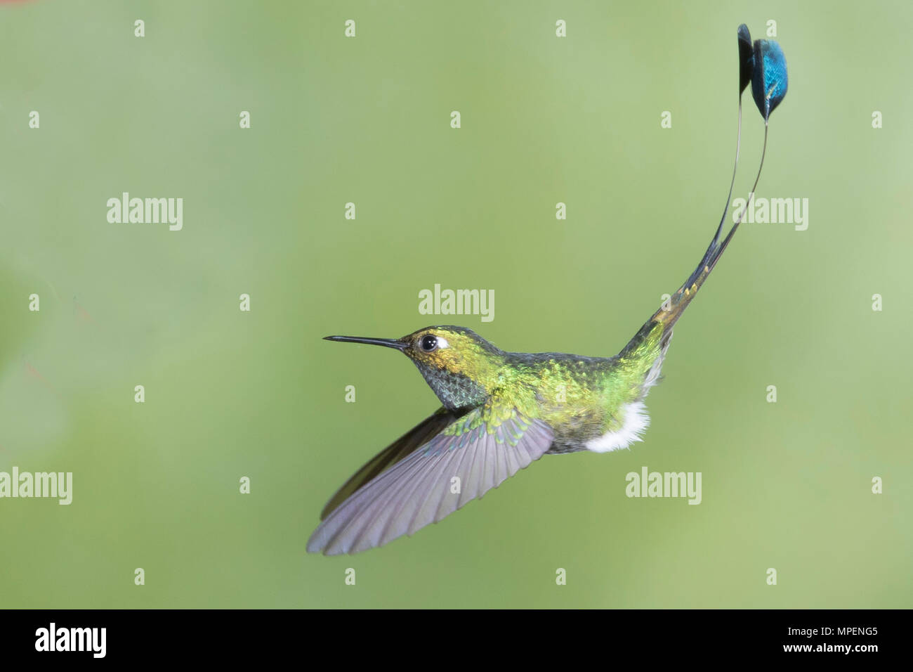 Booted Rackettail Hummingbird male flying (Ocreatus underwoodii ...