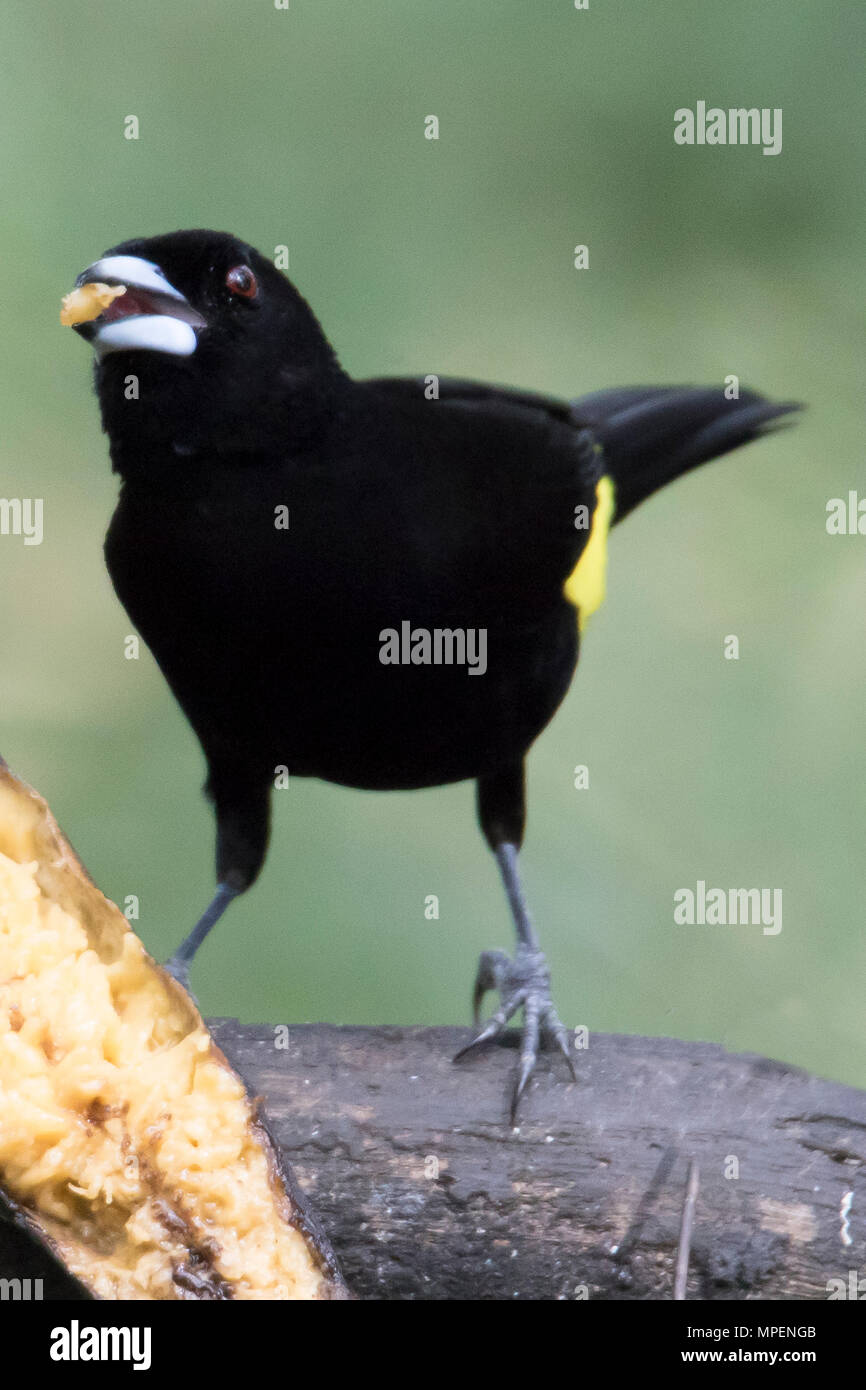 Flame-Rumped Tanager male eating a banana (Ramphocelus flammigerus ...