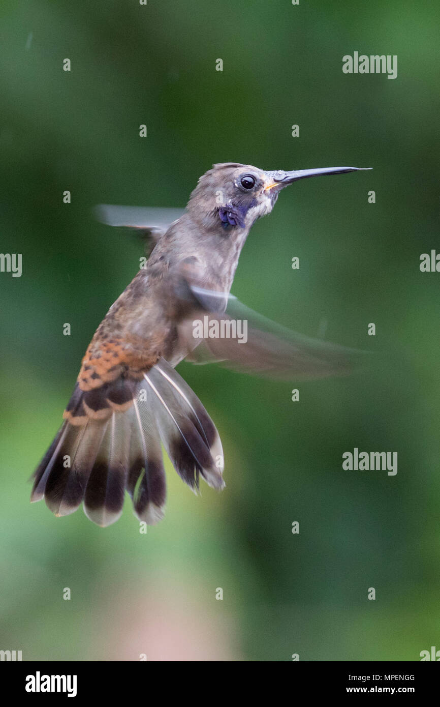 Brown Violetear Hummingbird flying (Colibri delphinaae) Ecuador Stock ...