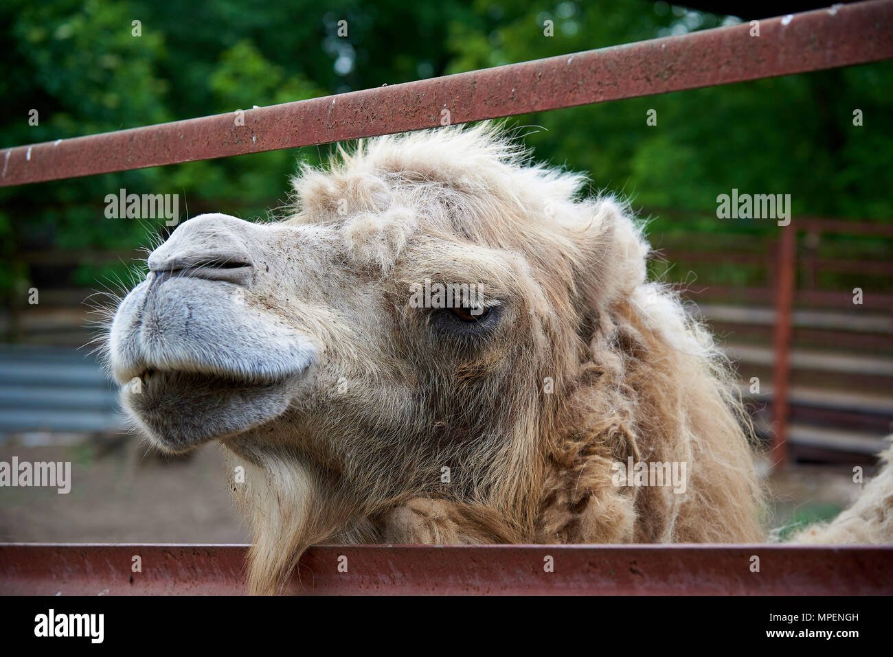 Camel in the corral.The maintenance of animals in captivity Stock Photo ...