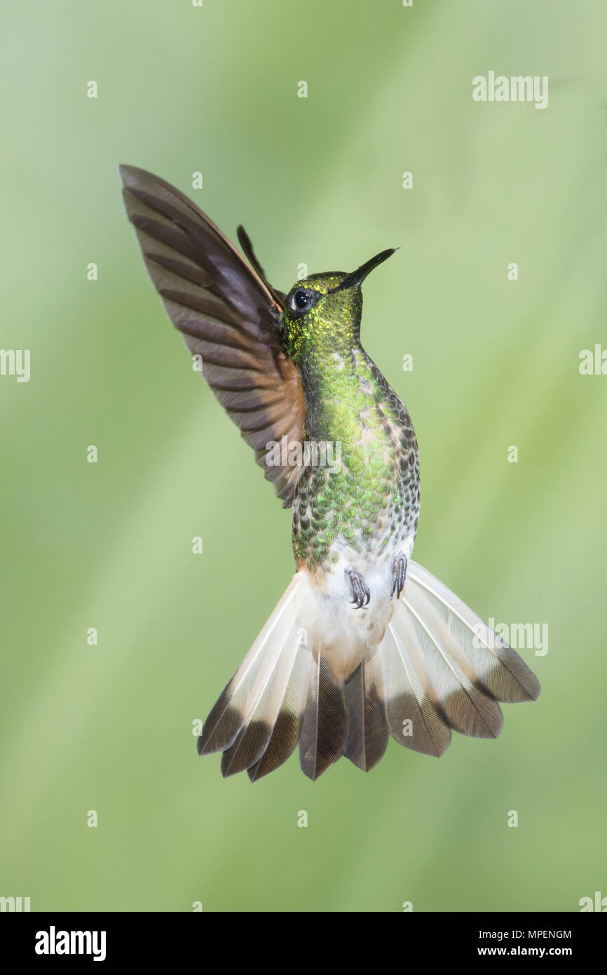Buff-Tailed Coronet Hummingbird flying (Boissonneaua flavescens ...