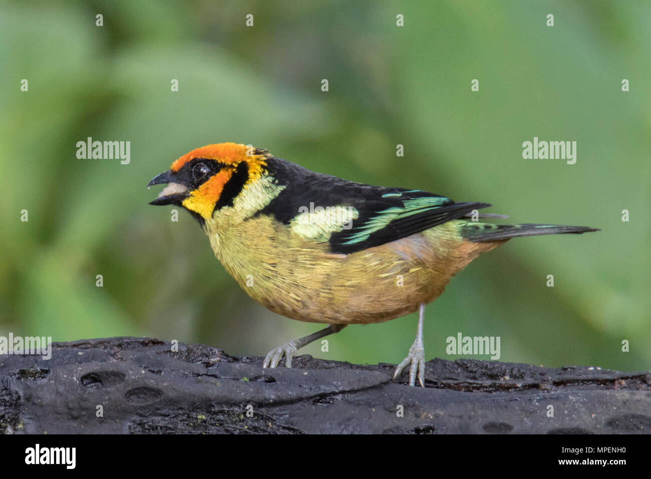 Flame-Faced Tanager (Tangara parzudakii) Ecuador Stock Photo - Alamy