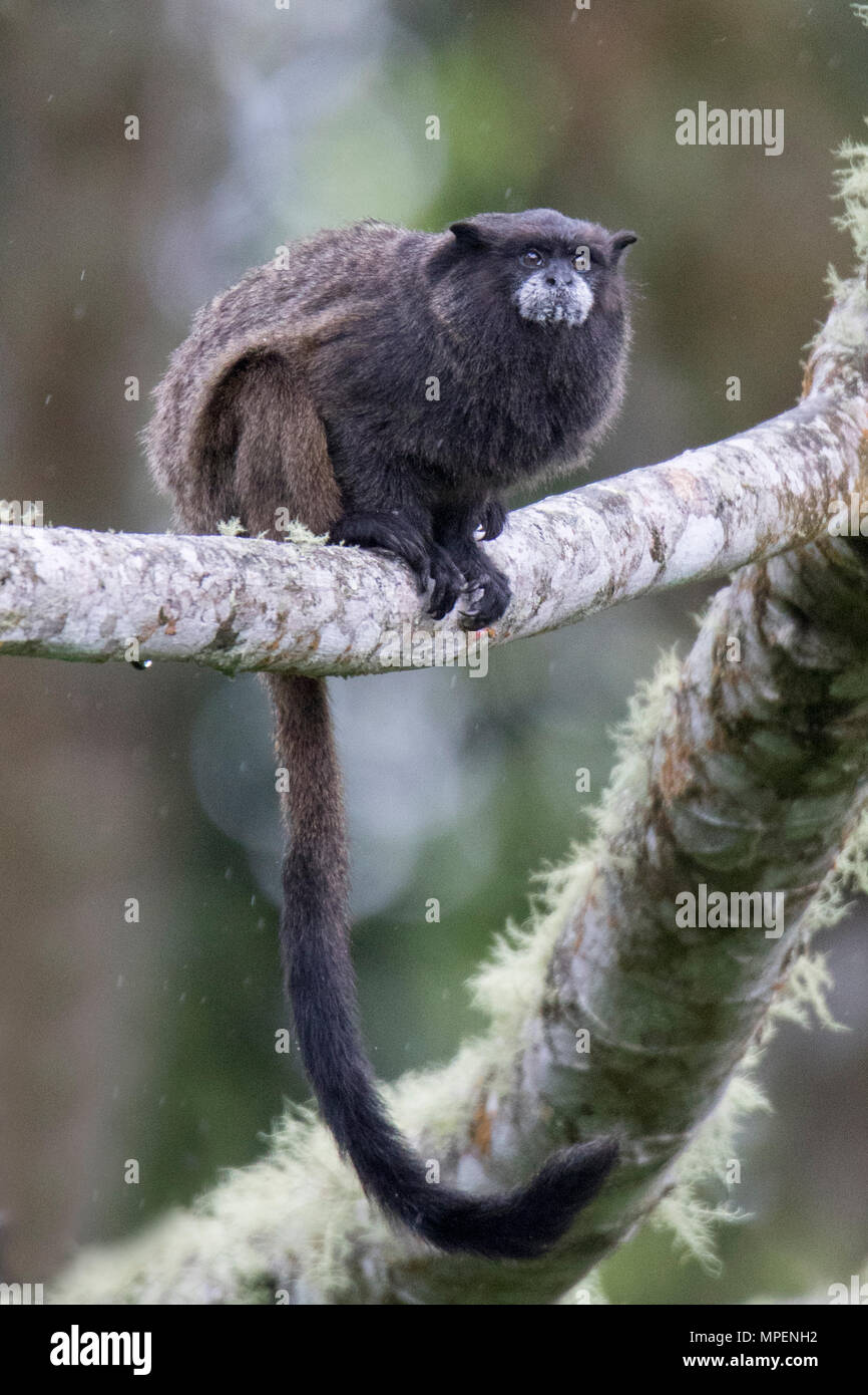 Tararin hi-res stock photography and images - Alamy