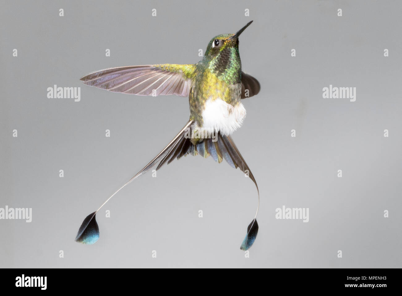 Booted Rackettail Hummingbird male flying (Ocreatus underwoodii ...