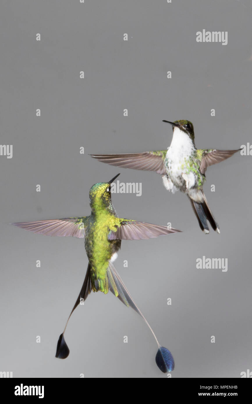 Pair of Booted Rackettail Hummingbirds male and female facing off ...
