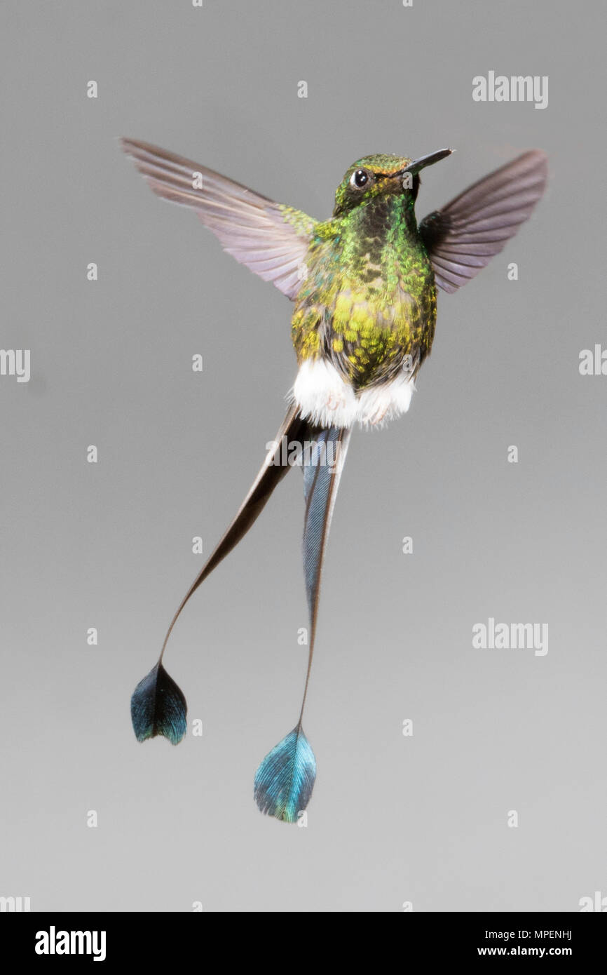 Booted Rackettail Hummingbird male flying (Ocreatus underwoodii ...