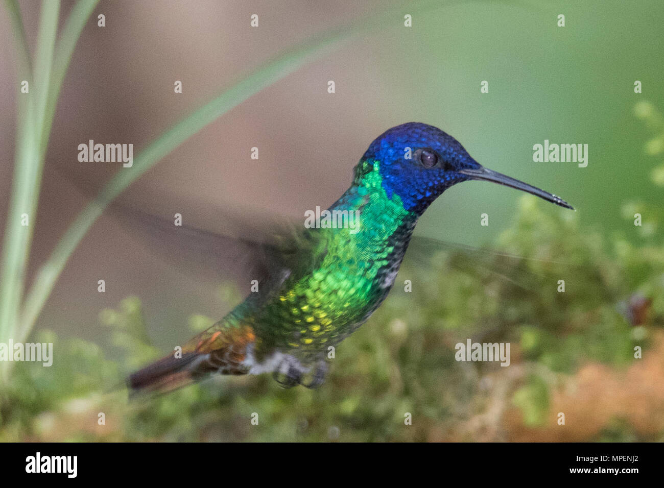 Golden-Tailed Sapphire Hummingbird male flying (Chrysuronia oenone ...