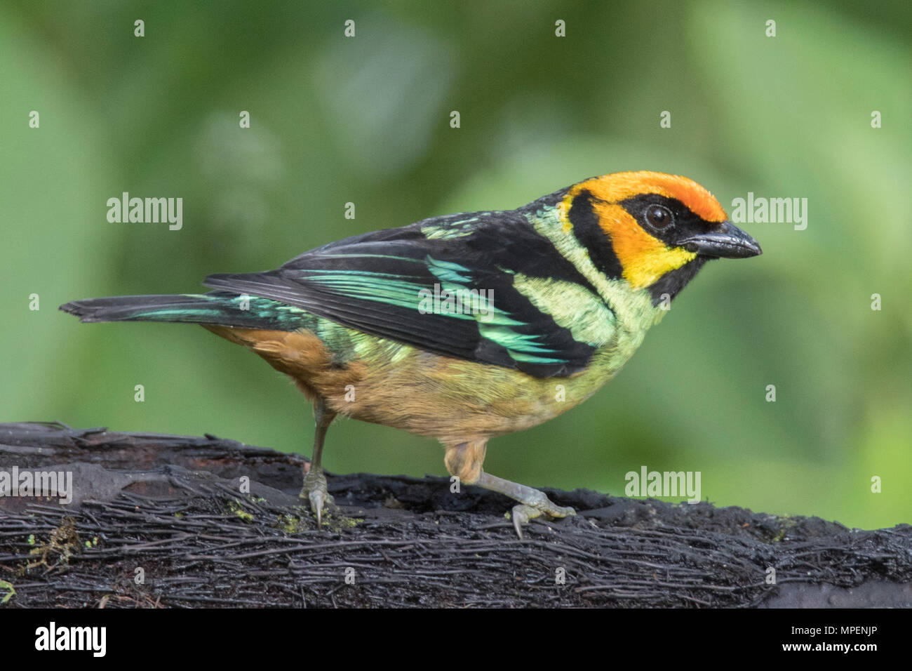 Flame-Faced Tanager (Tangara parzudakii) Ecuador Stock Photo - Alamy