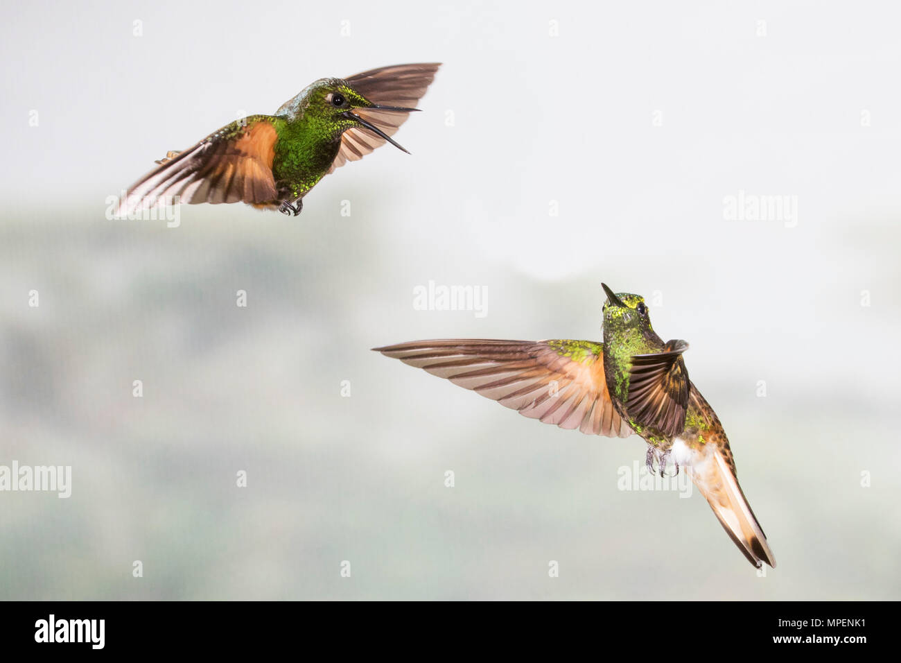 Pair of Buff-Tailed Coronet Hummingbirds flying (Boissonneaua ...