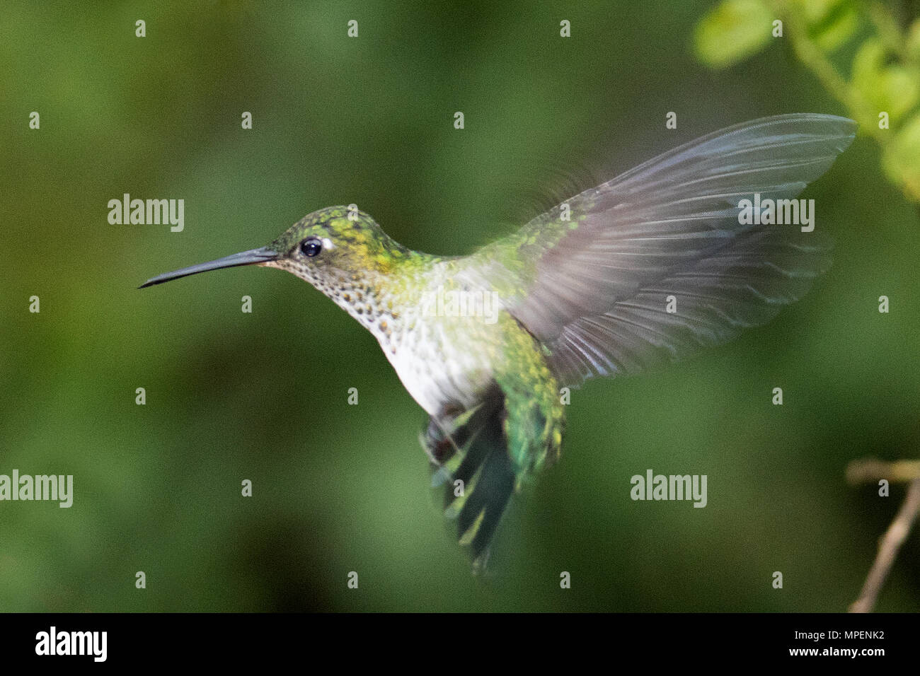 Many-Spotted Hummingbird flying (Leucippus chlorocercus) Ecuador Stock ...