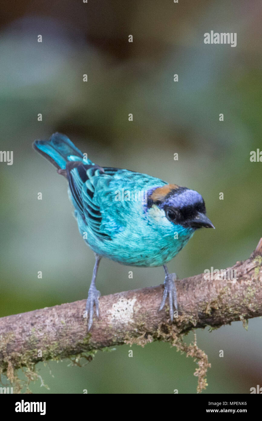 Golden-Naped Tanager (Tangara ruficervix) Ecuador Stock Photo - Alamy