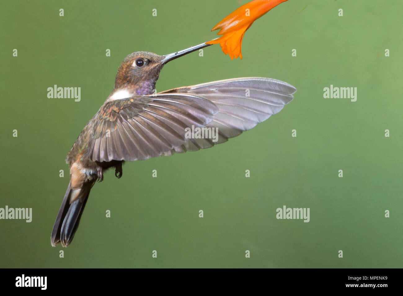 Brown Inca Hummingbird feeding on a flower (Coeligena wilsoni) Ecuador ...