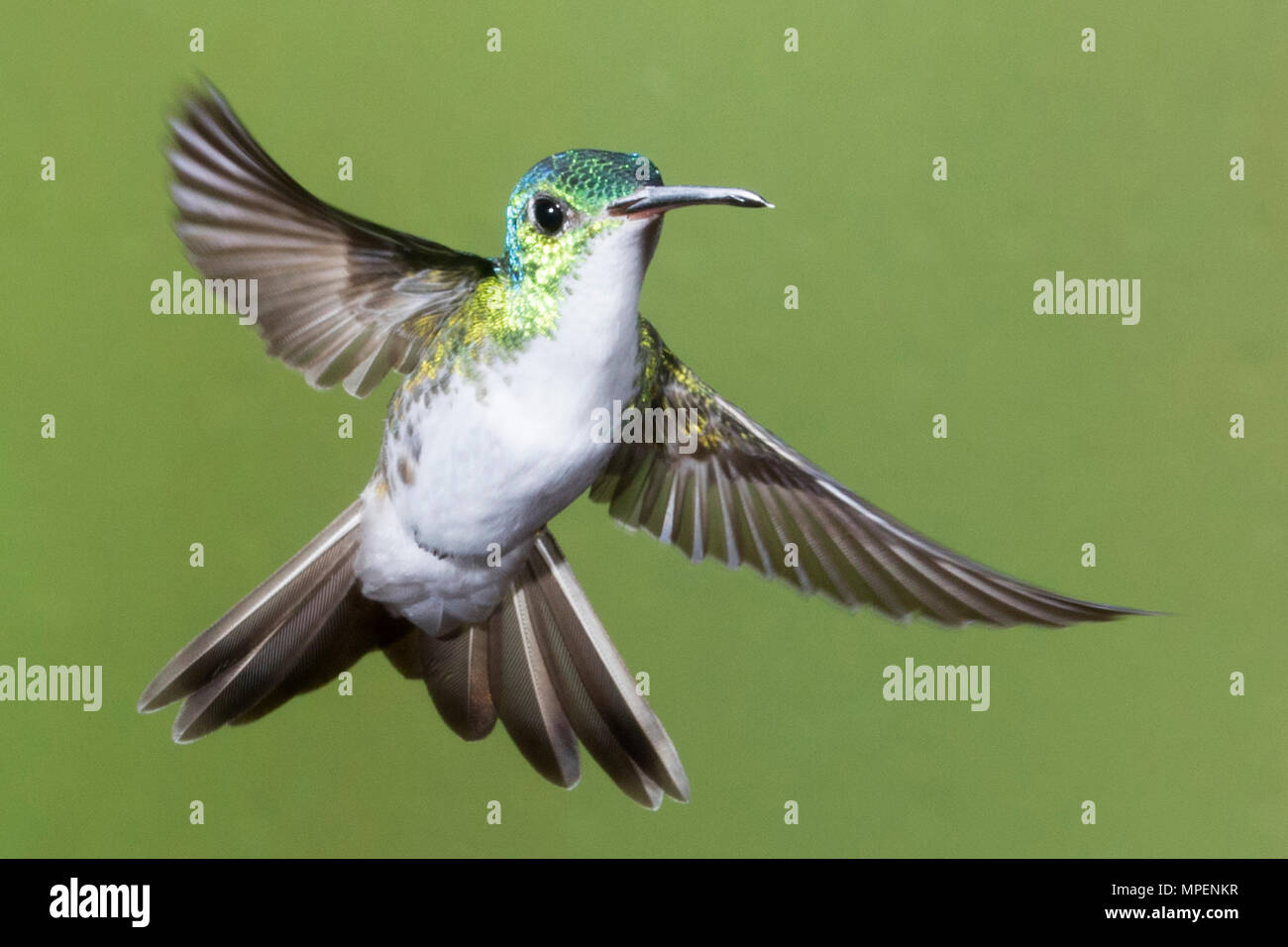 Flyig birds hi-res stock photography and images - Alamy