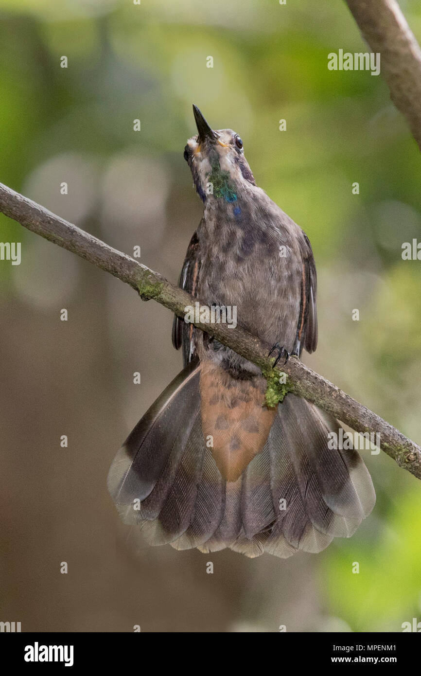 Brown Violetear Hummingbird (Colibri delphinaae) Ecuador Stock Photo ...