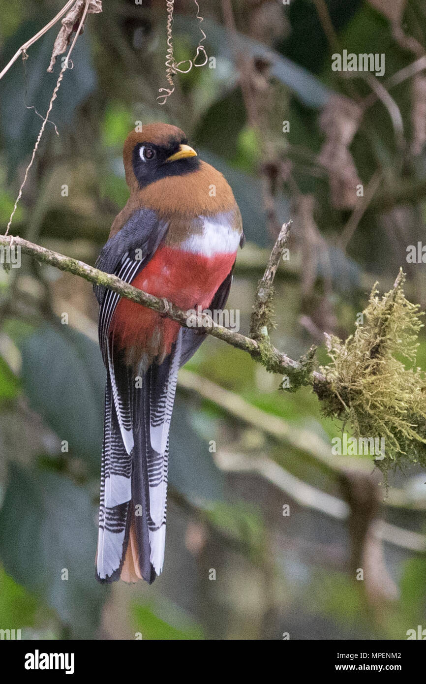 Masked Trogon female (Trogon personatus) Ecuador Stock Photo - Alamy