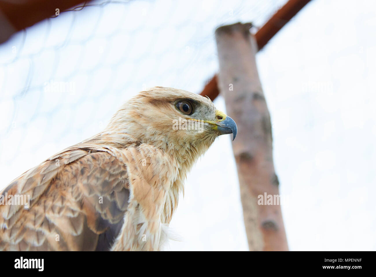 The hawk in the aviary. The maintenance of animals in captivity Stock ...
