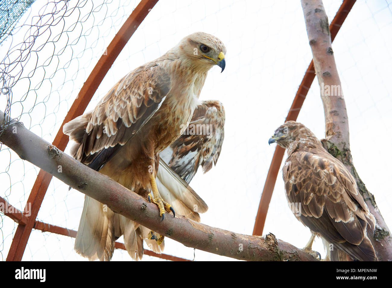 The hawk in the aviary. The maintenance of animals in captivity Stock ...