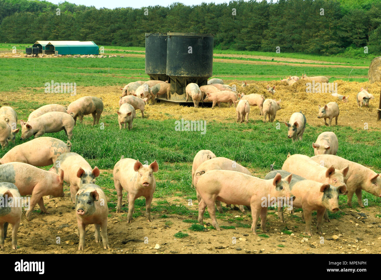 Pig farm, open field reared pigs, Norfolk, England UK Stock Photo - Alamy