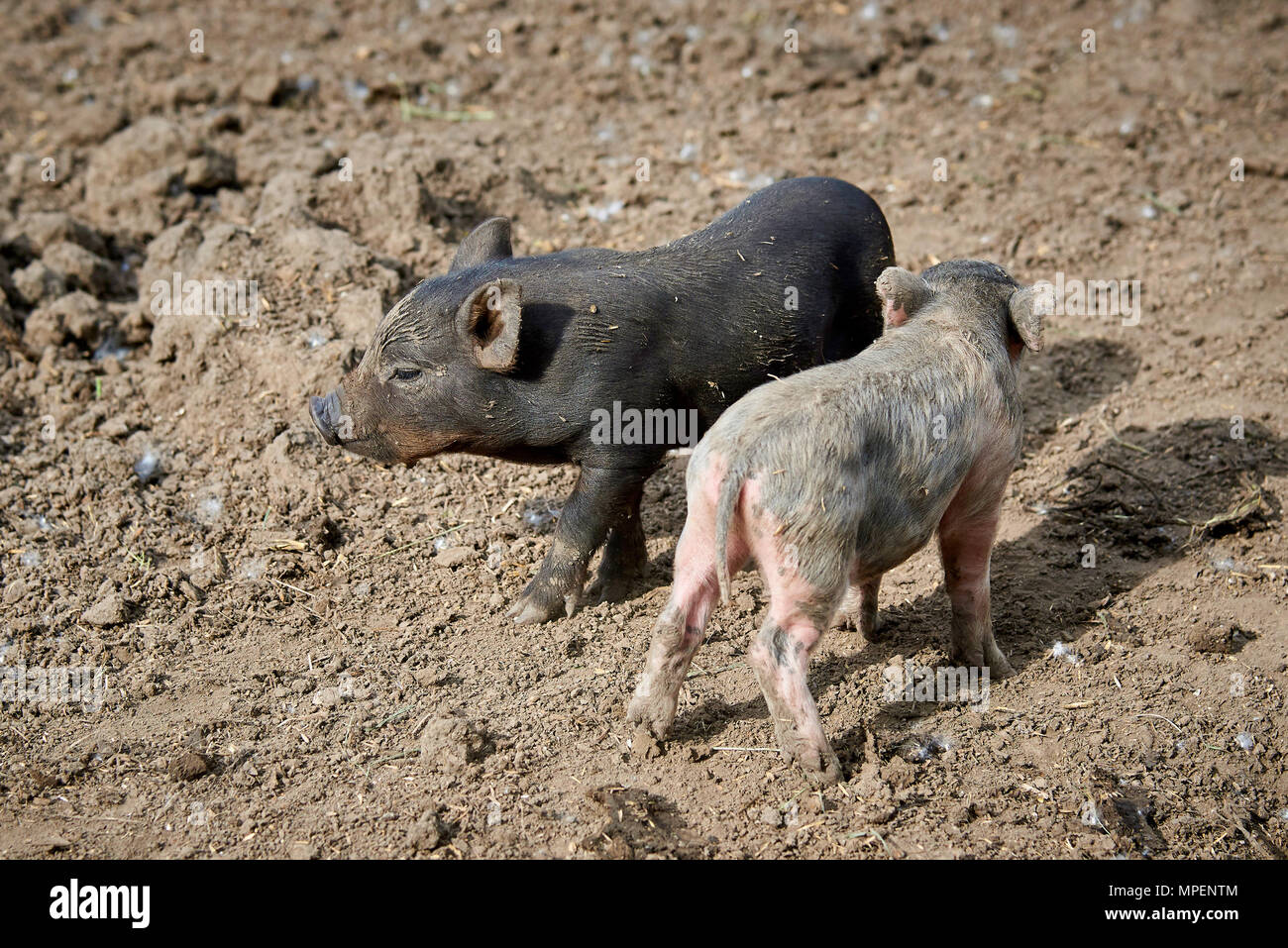 Little dirty pigs are playing in the corral Stock Photo - Alamy