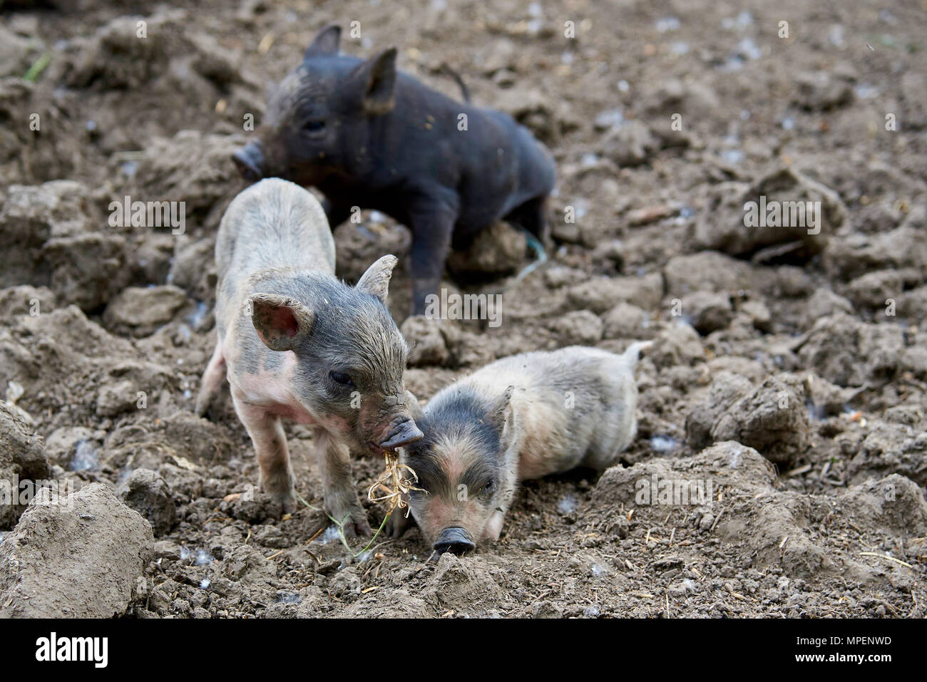 Little dirty pigs are playing in the corral Stock Photo - Alamy