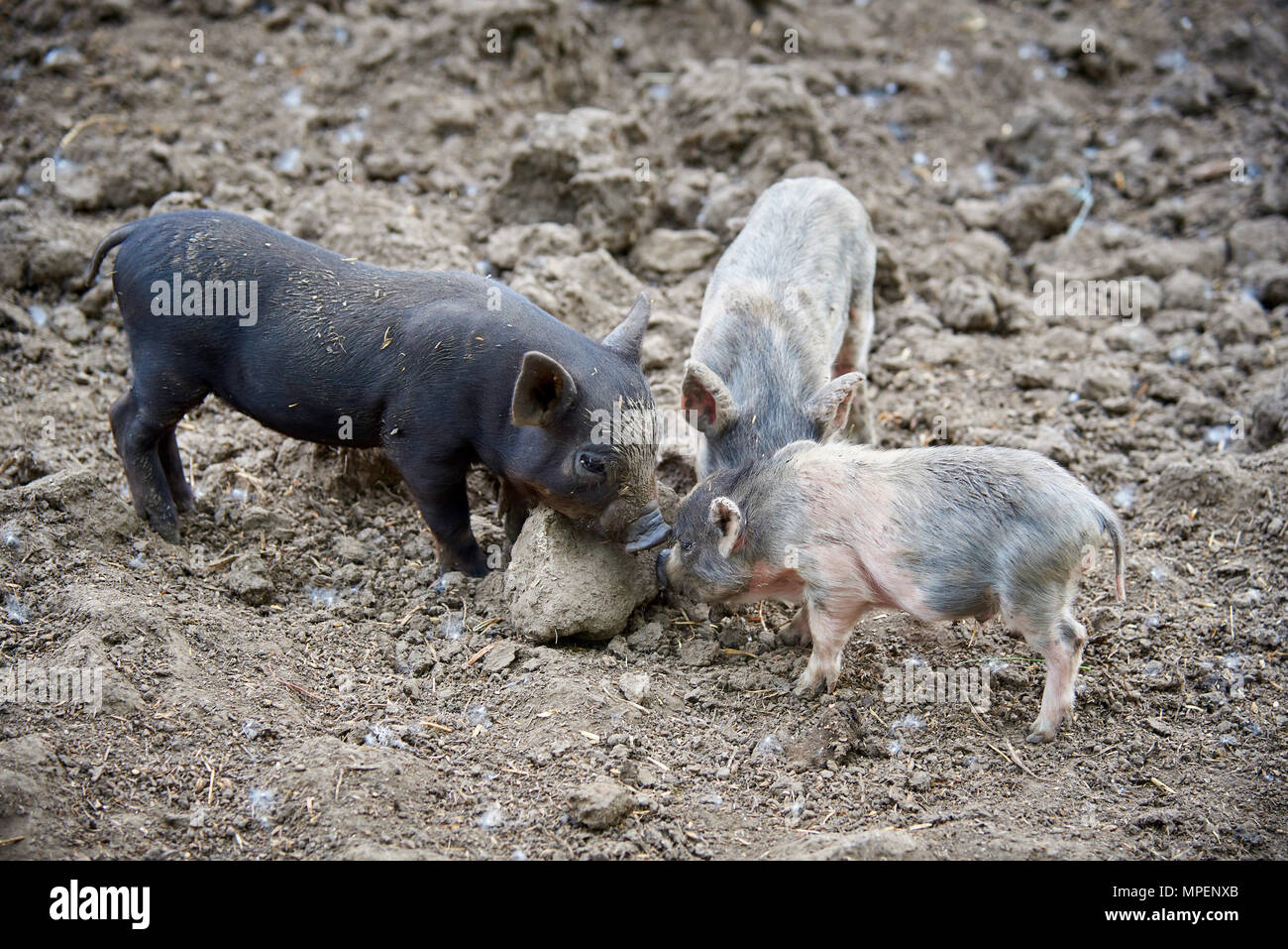 Little dirty pigs are playing in the corral Stock Photo - Alamy