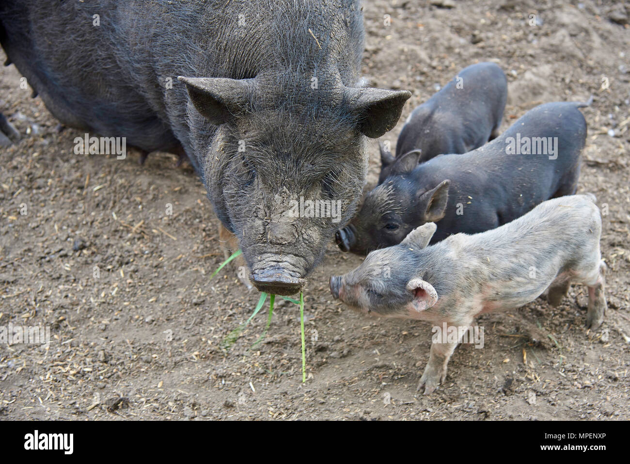 Pig in corral hi-res stock photography and images - Alamy
