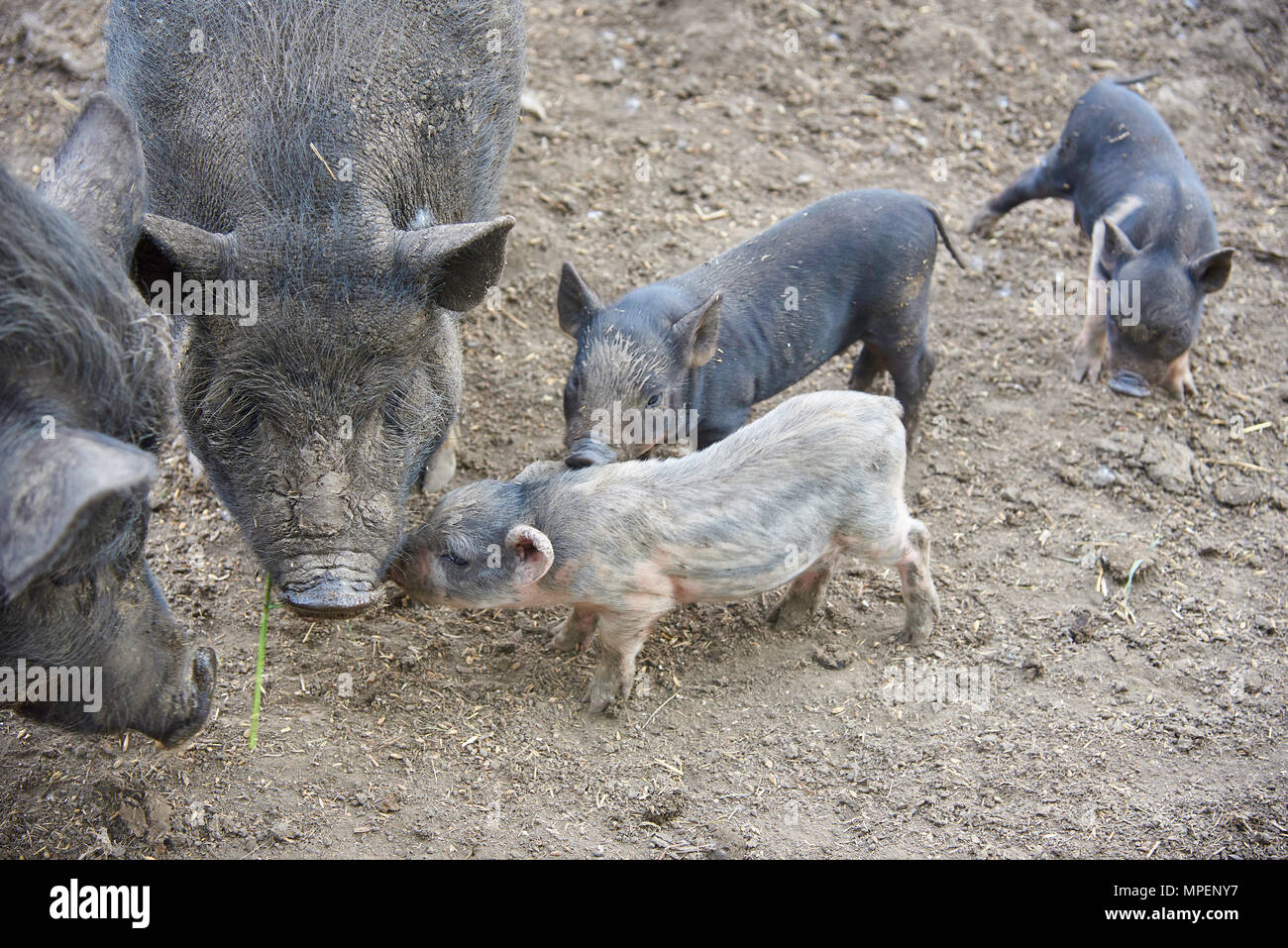 Pig in corral hi-res stock photography and images - Alamy