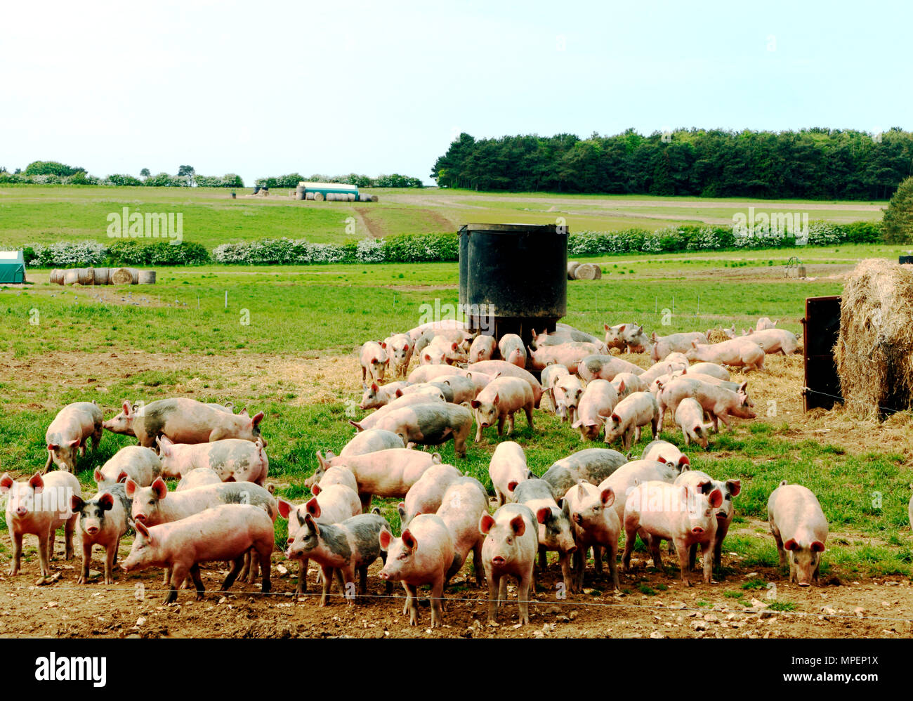 Pig farm, open field reared pigs, Norfolk, England UK Stock Photo - Alamy