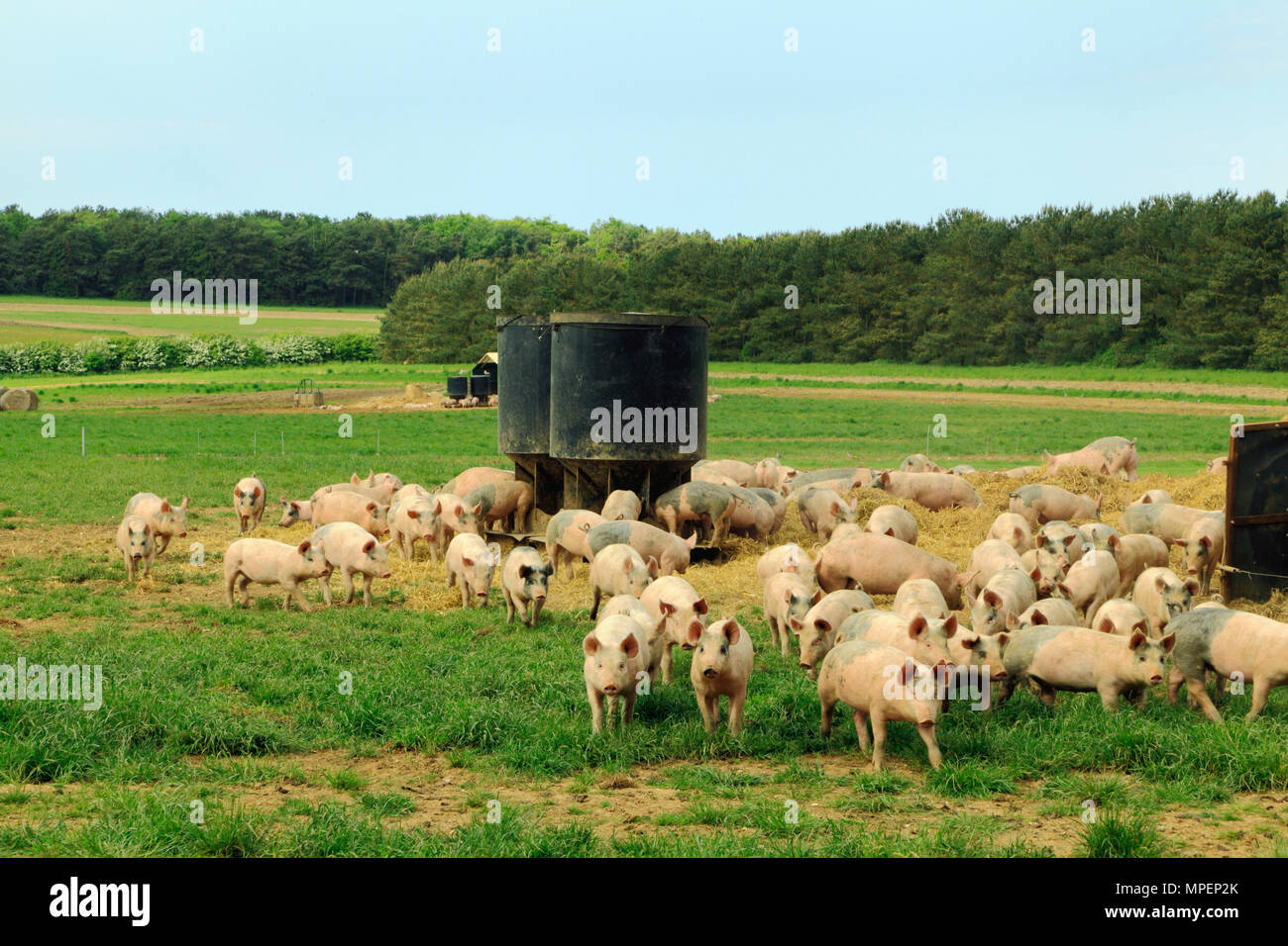 Pig farm, open field reared pigs, Norfolk, England UK Stock Photo - Alamy