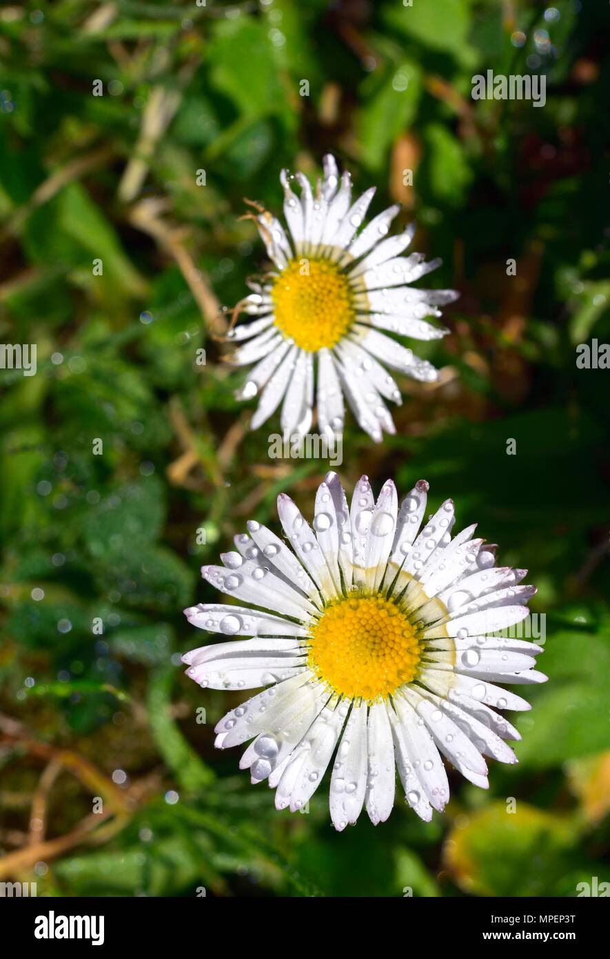Common daisy with water droplets Stock Photo - Alamy