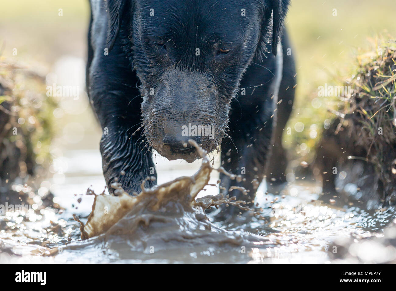 A black Labrador playing in muddy water Stock Photo - Alamy