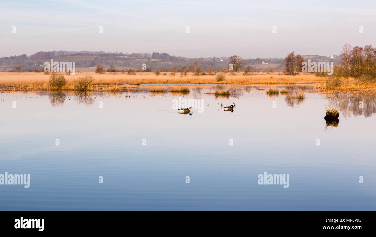 Two ducks on a lake at Cors Caron National nature reserve as the ...