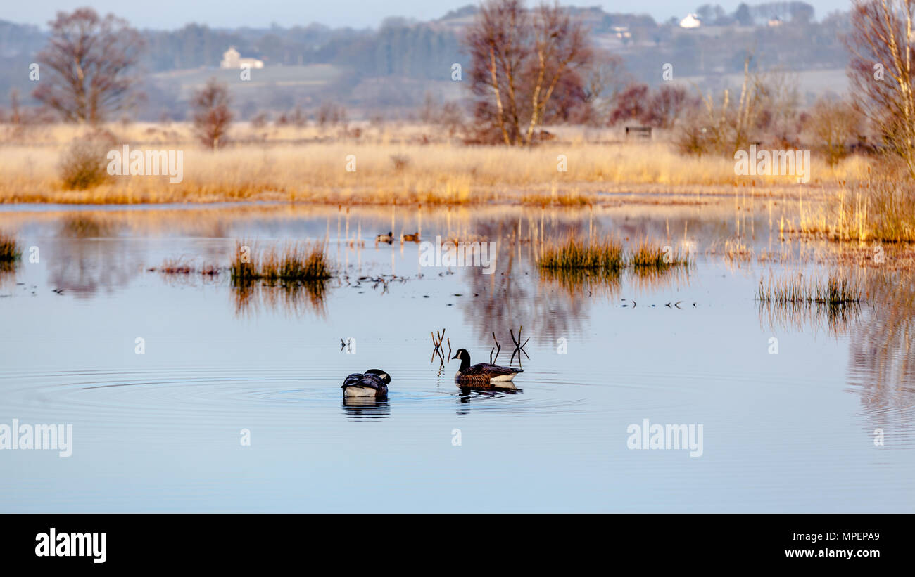 Two ducks on a lake at Cors Caron National nature reserve as the ...