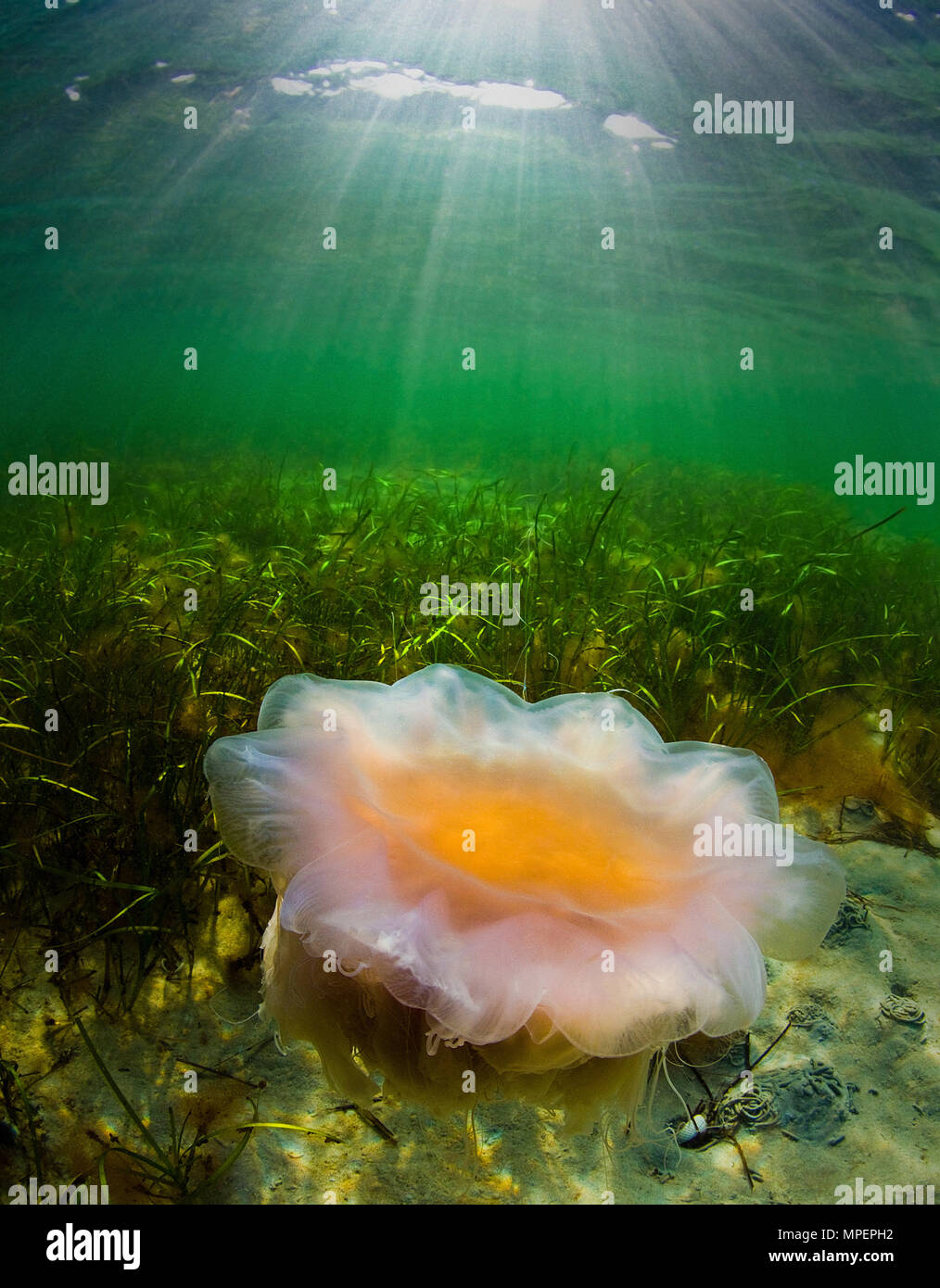 Underwater Sea Lions High Resolution Stock Photography and Images - Alamy