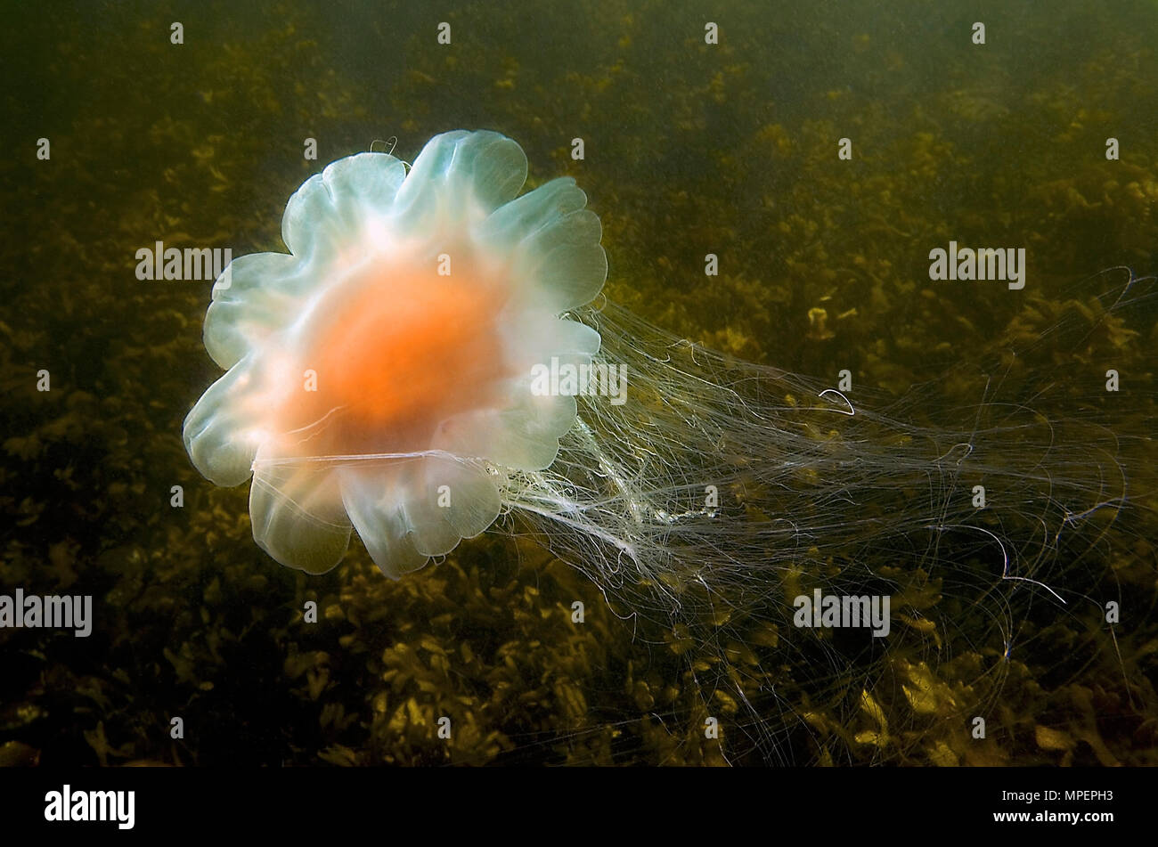Lions Mane Jellyfish High Resolution Stock Photography and Images - Alamy