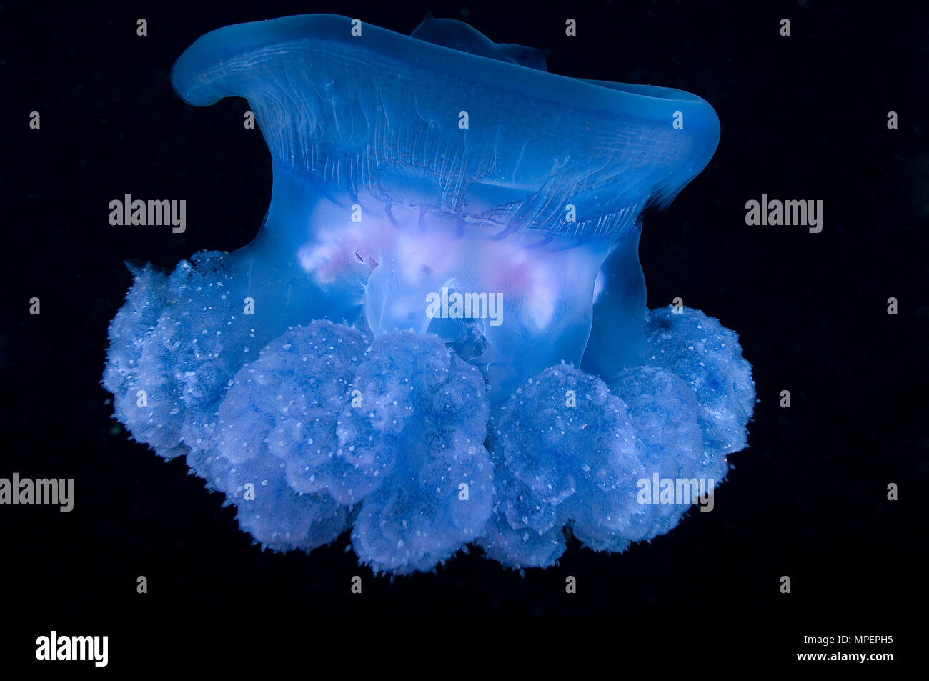 Cephea Cephea High Resolution Stock Photography and Images - Alamy